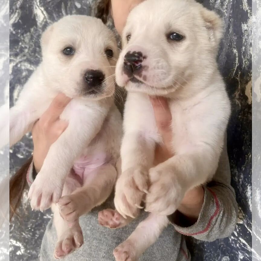 Среднеазиатская овчарка, щенок