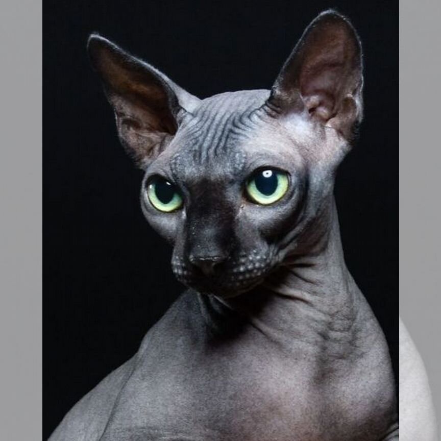 Канадский сфинкс