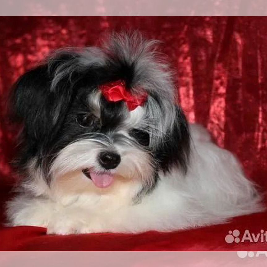 Русская цветная болонка, щенок