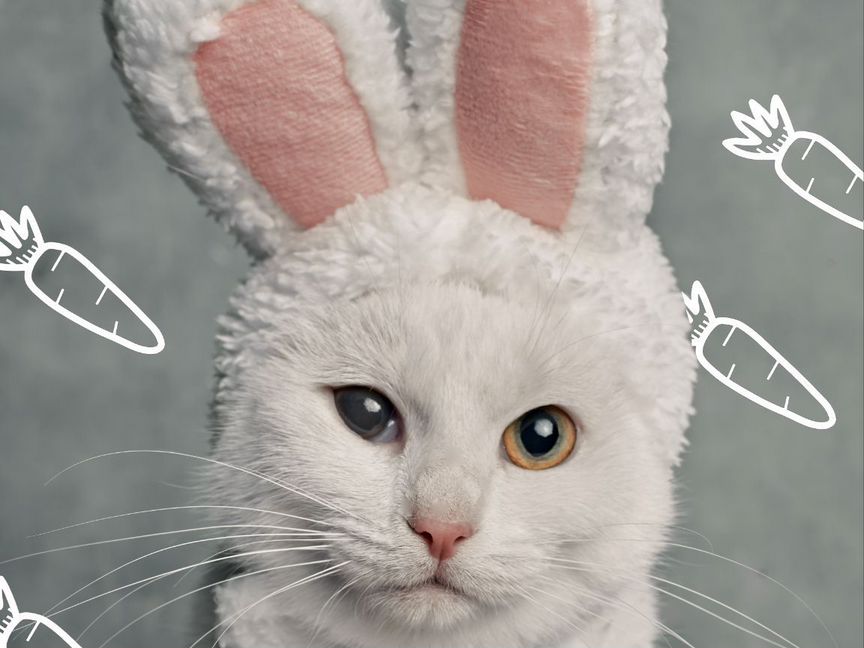 Кошечка Белка ищет дом