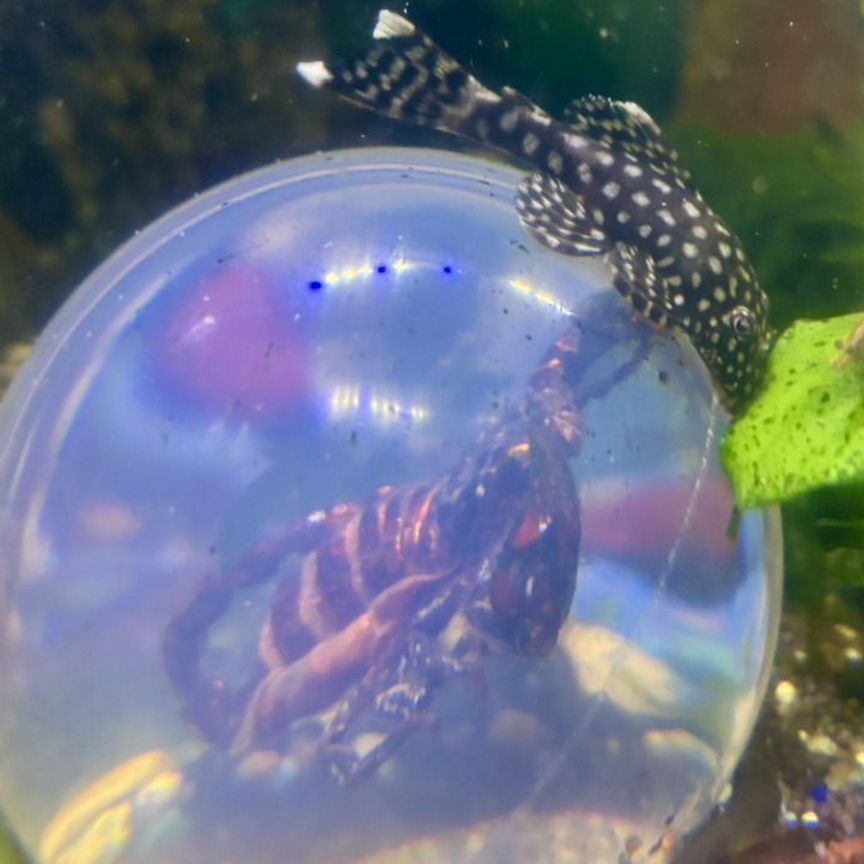 Сом анцитрус