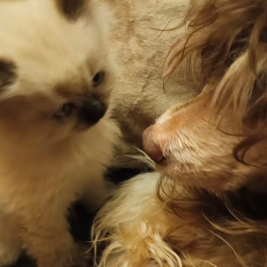 Котенок гав. Колор пойнт. Длиношерстные