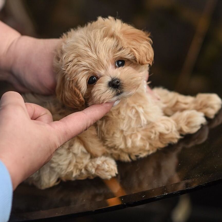 Мальтипу, щенок