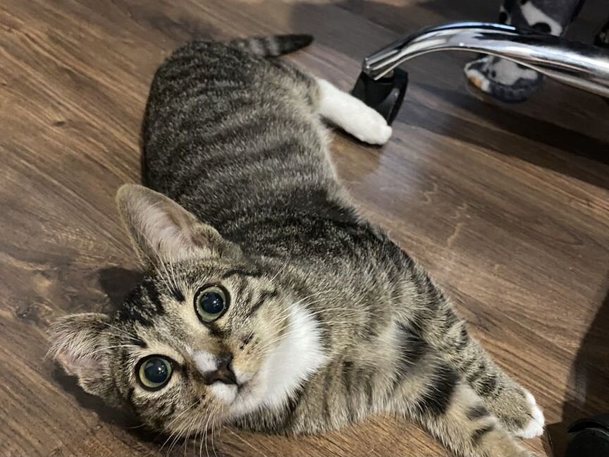 Котенок Чипс