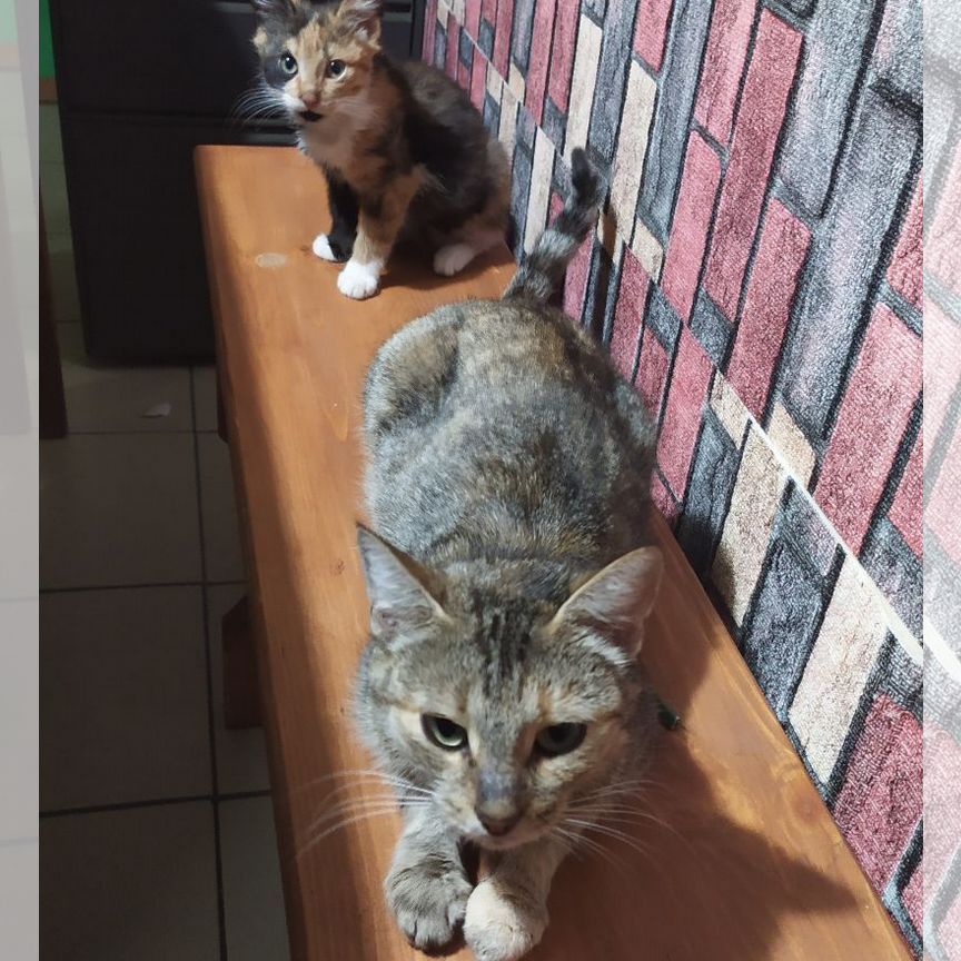 Котенок девочка ищет семью