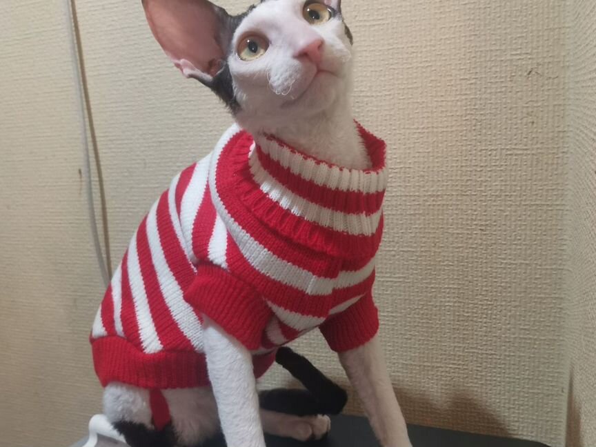 Котята корниш рекс (Cornish Rex)