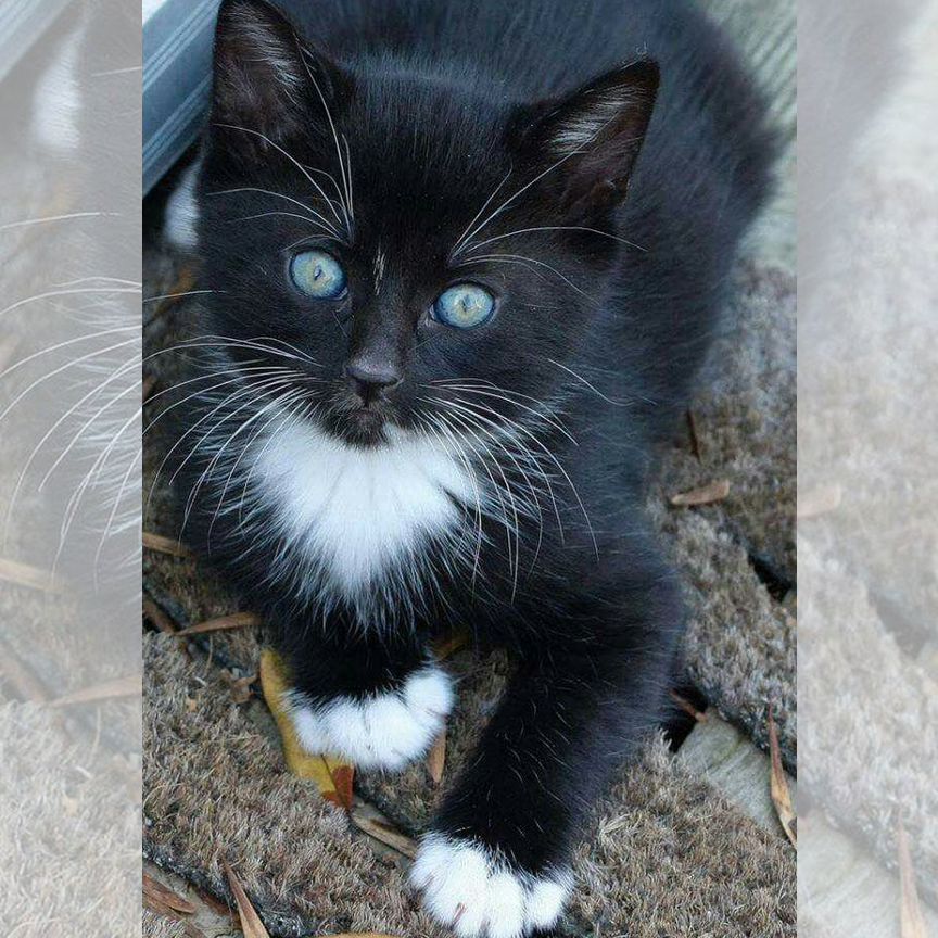 Отдам котика в добрые руки