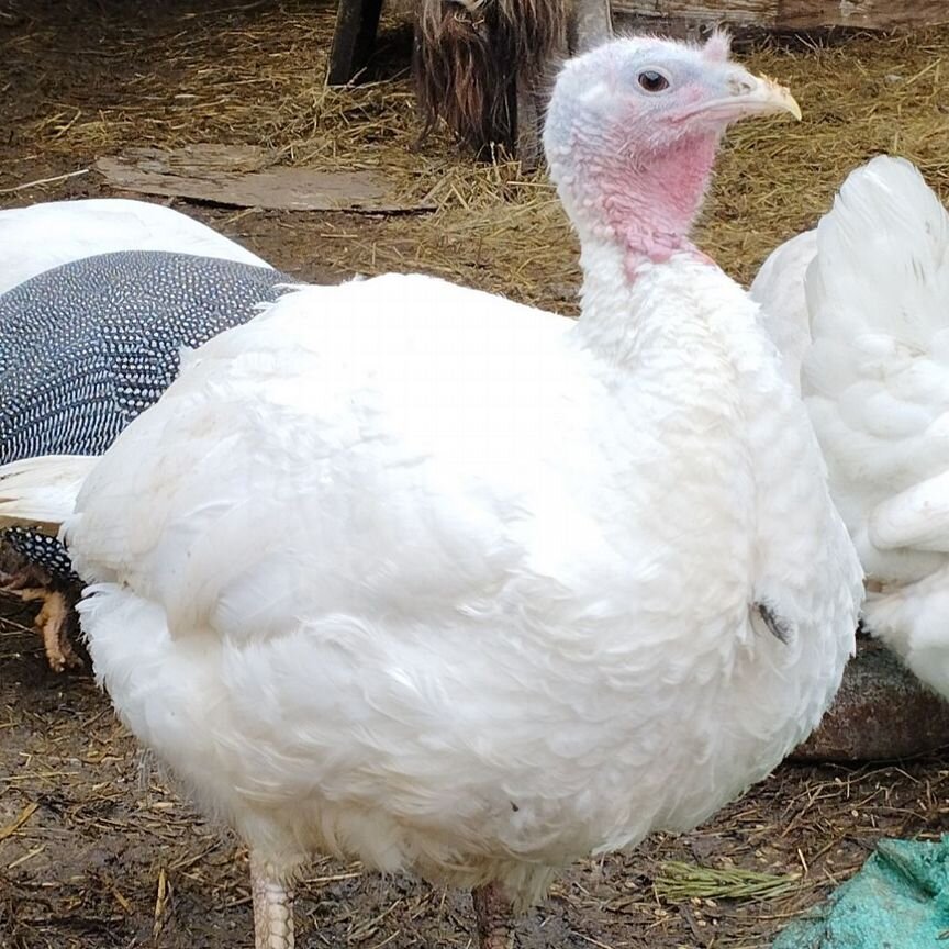 Индюшка белая широгогрудая