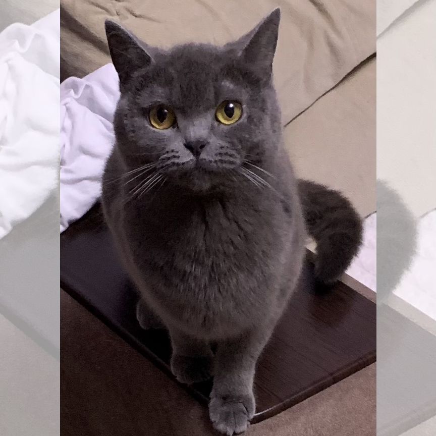 Британская короткошёрстная кошка, взрослая