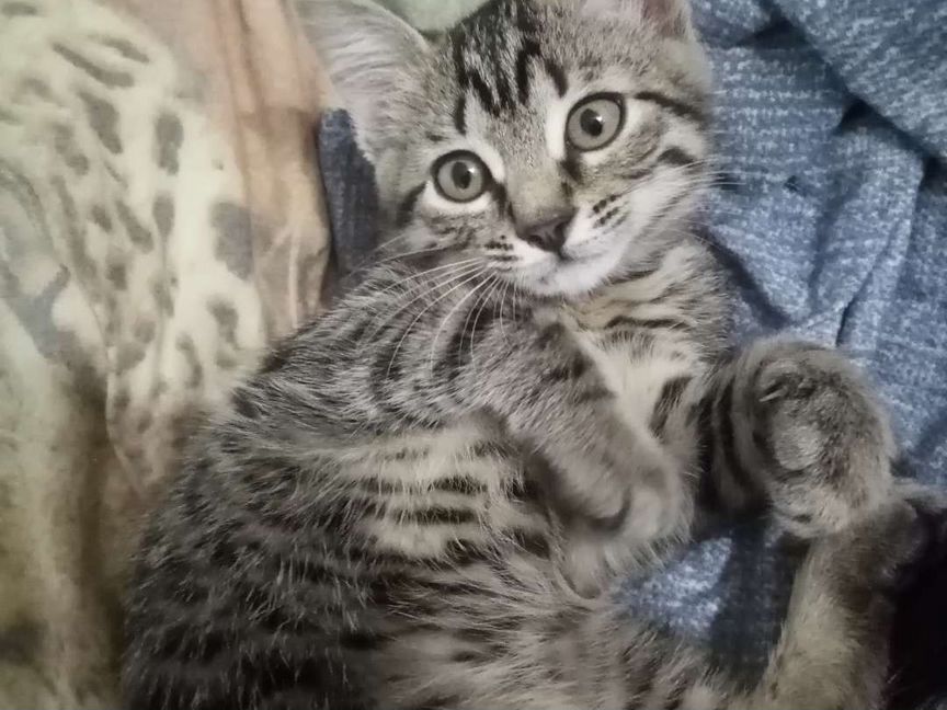 Котята в добрые руки бесплатно мальчик девочка