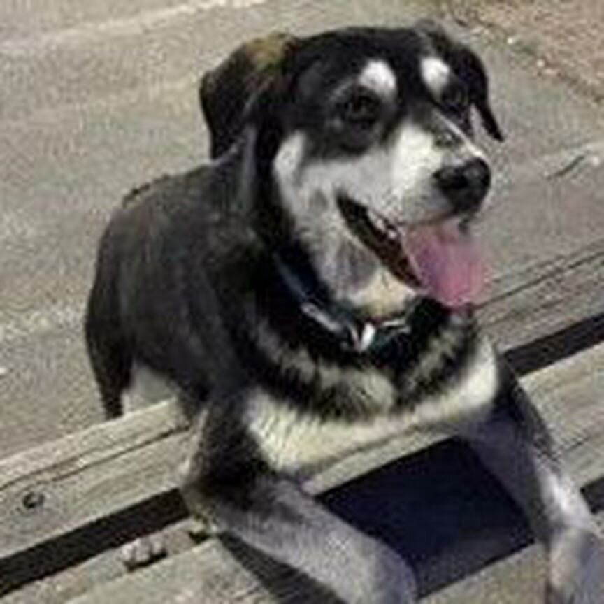 Взрослый пёс в добрые руки