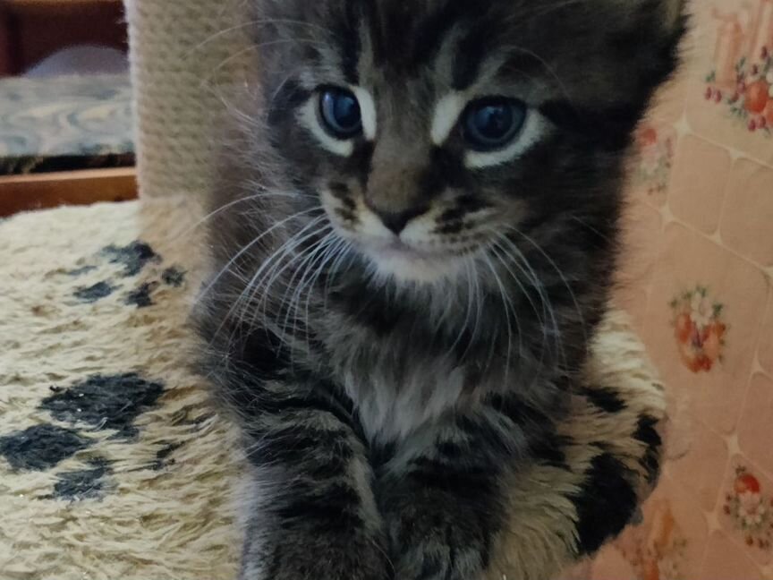 Котята породы Мейн-Кун