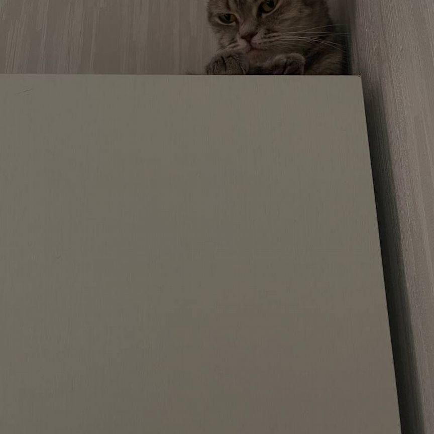 Британская короткошёрстная, взрослая кошка