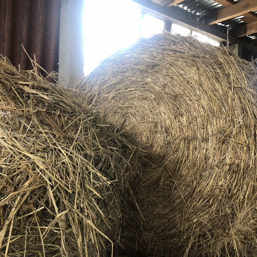 Сено суданка в рулонах