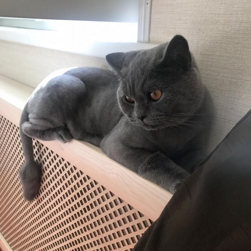 Шотландский кот