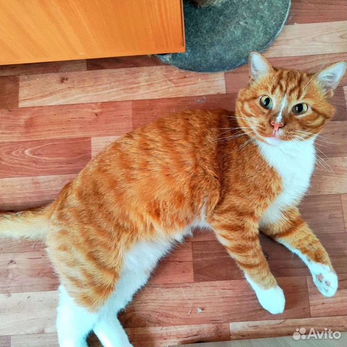 Котик Абрикос ищет семью