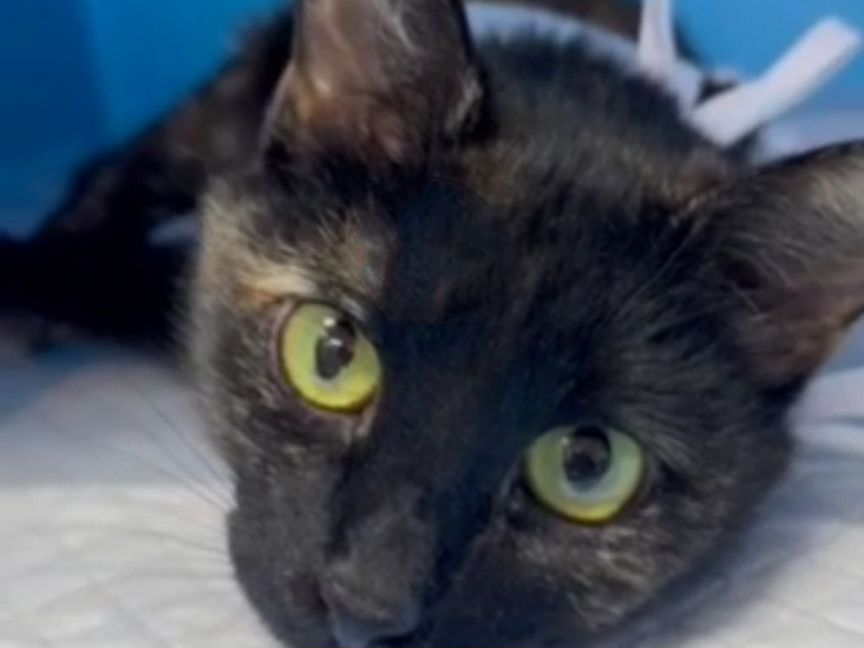 Кошка Заюшка