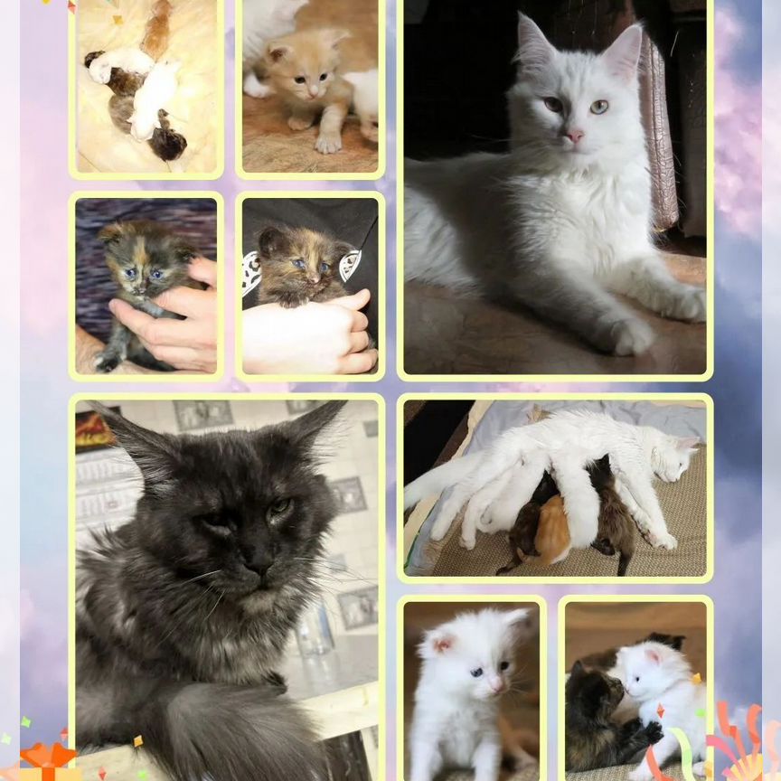Мейн-кун котёнок