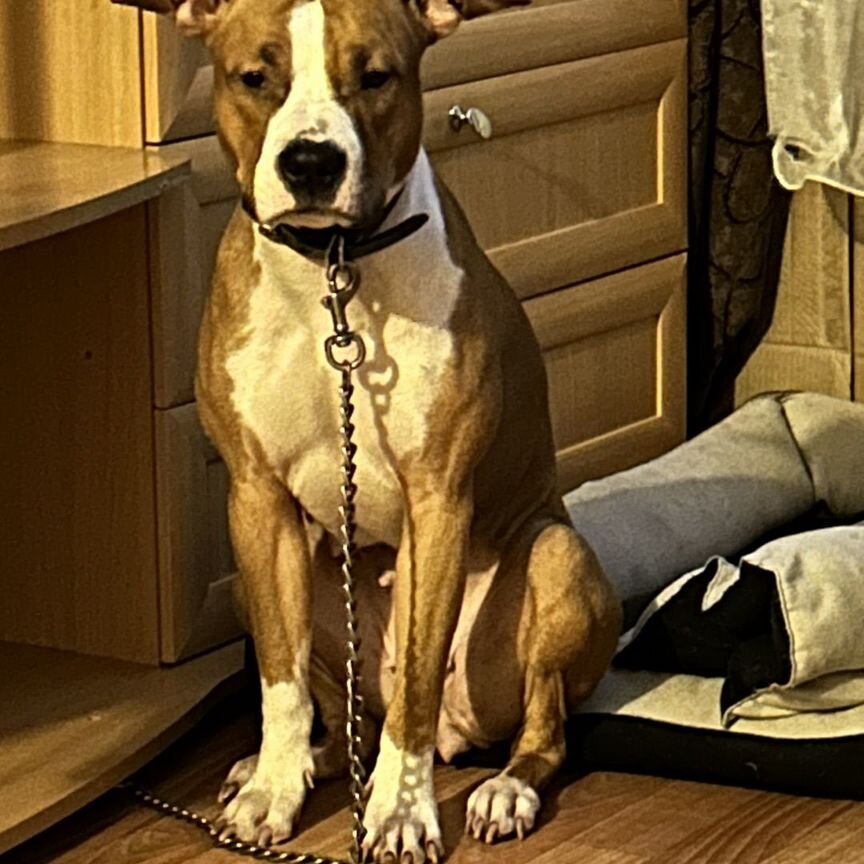 Стаффордширский терьер