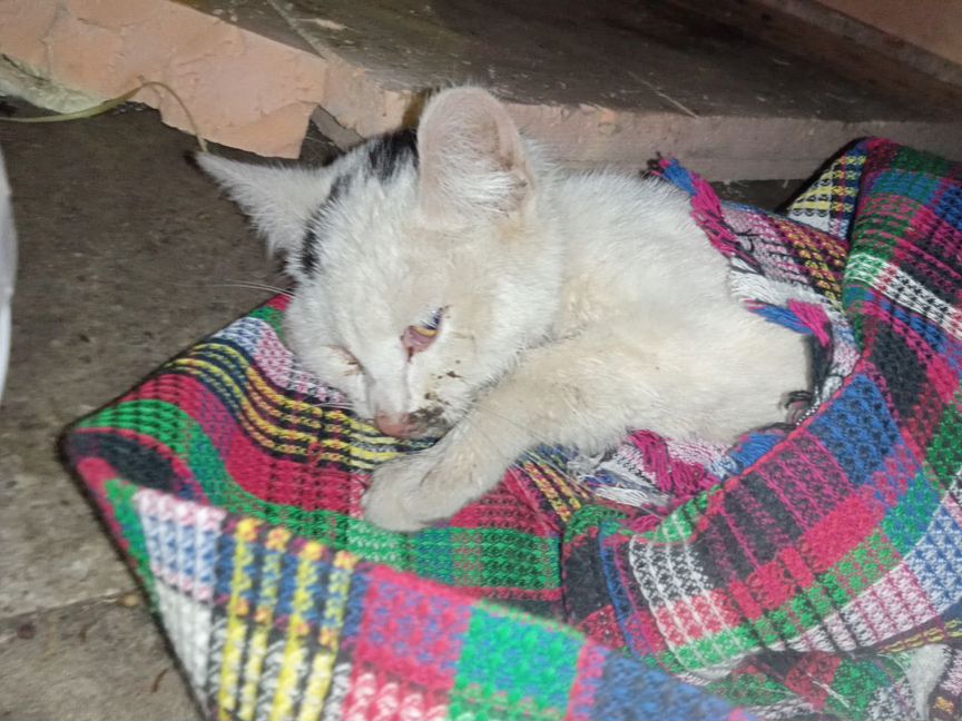 Умирает котенок