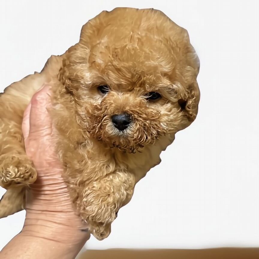 Той-пудель, щенок