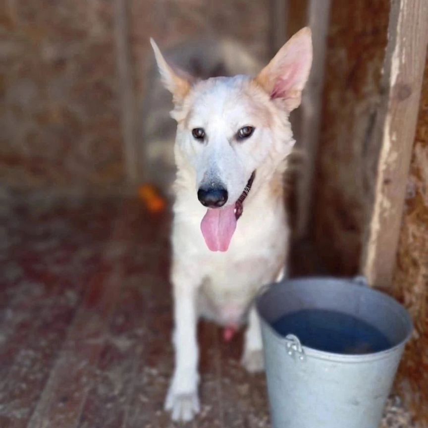 Собака в добрые руки