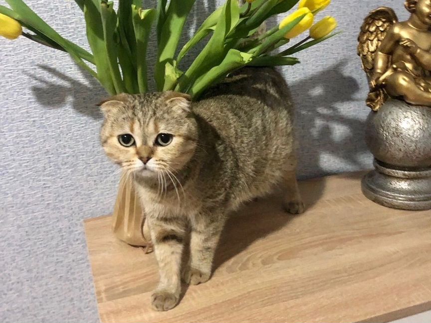 Золотая шиншилла