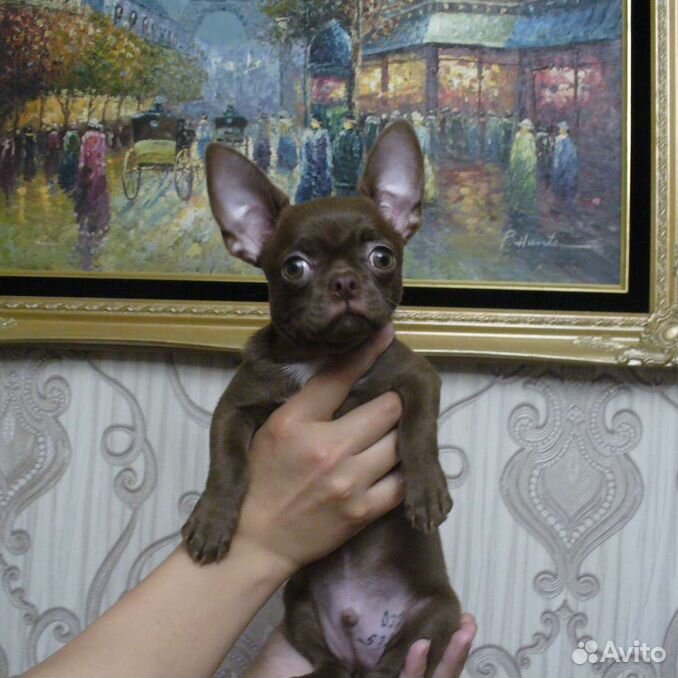 Обаятельный щенок чихуахуа