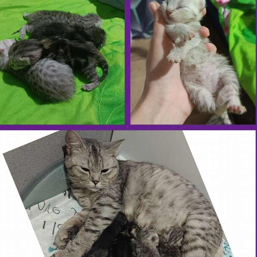 Шотландские котята