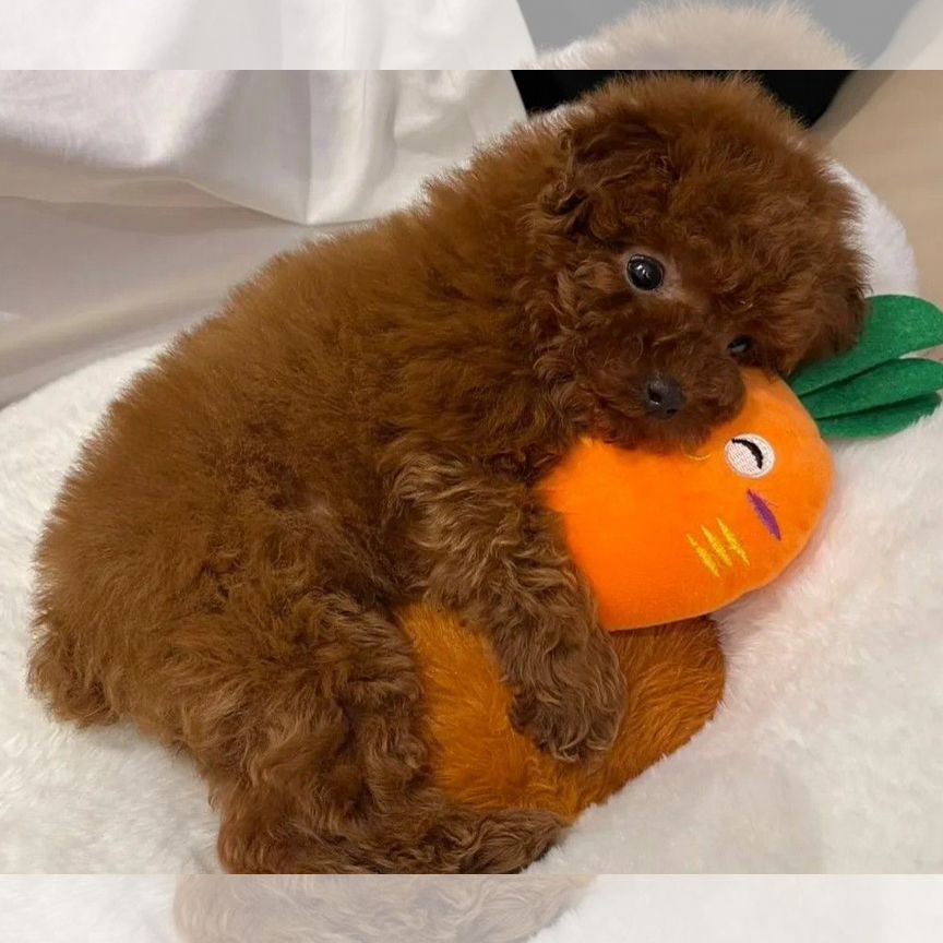 Той-пудель, щенок