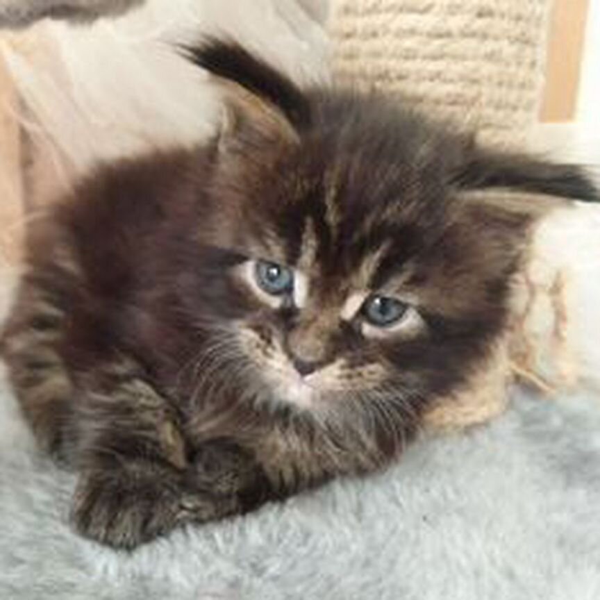 Мейн-кун котёнок