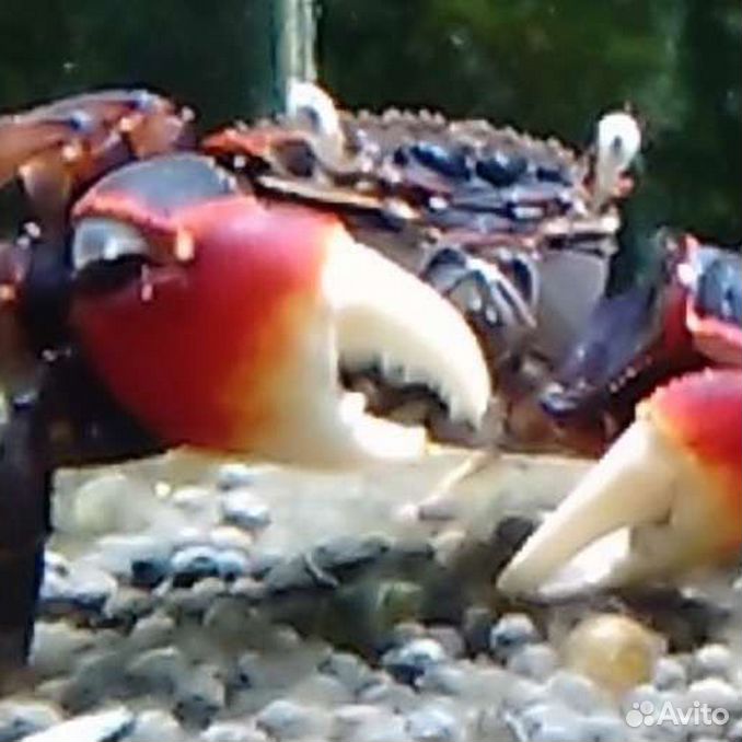 Краб красный паук - Red spider Metasesarma sp