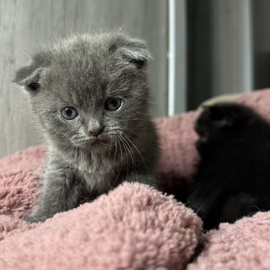 Шотландские котята