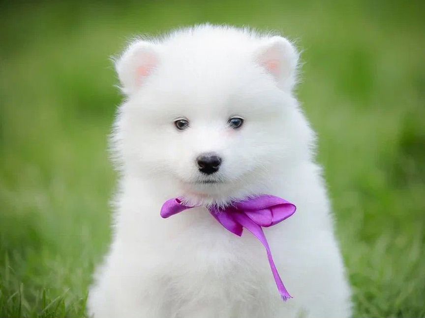 Самоед щенки