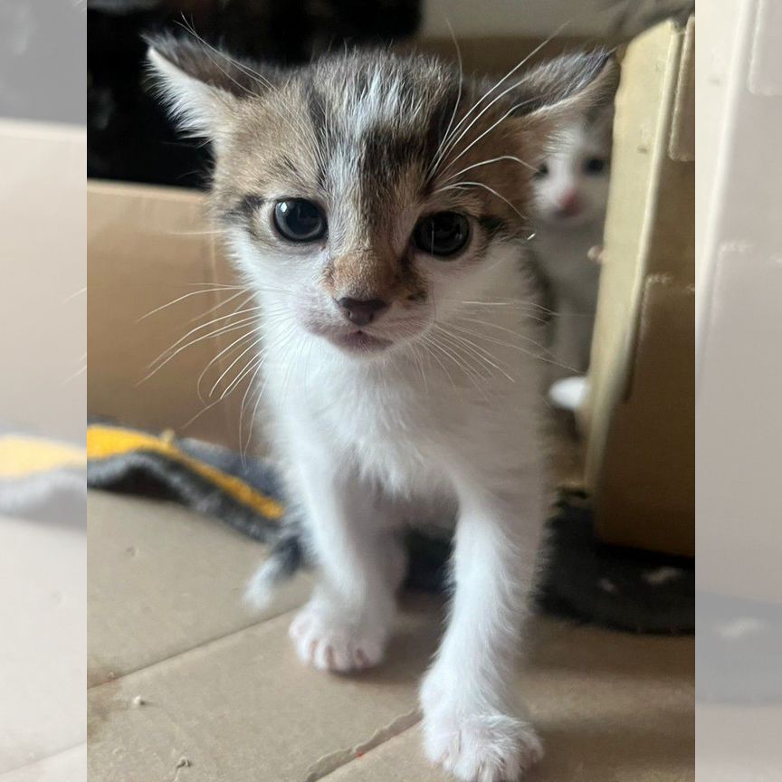 Котята в добрые руки бесплатно мальчики