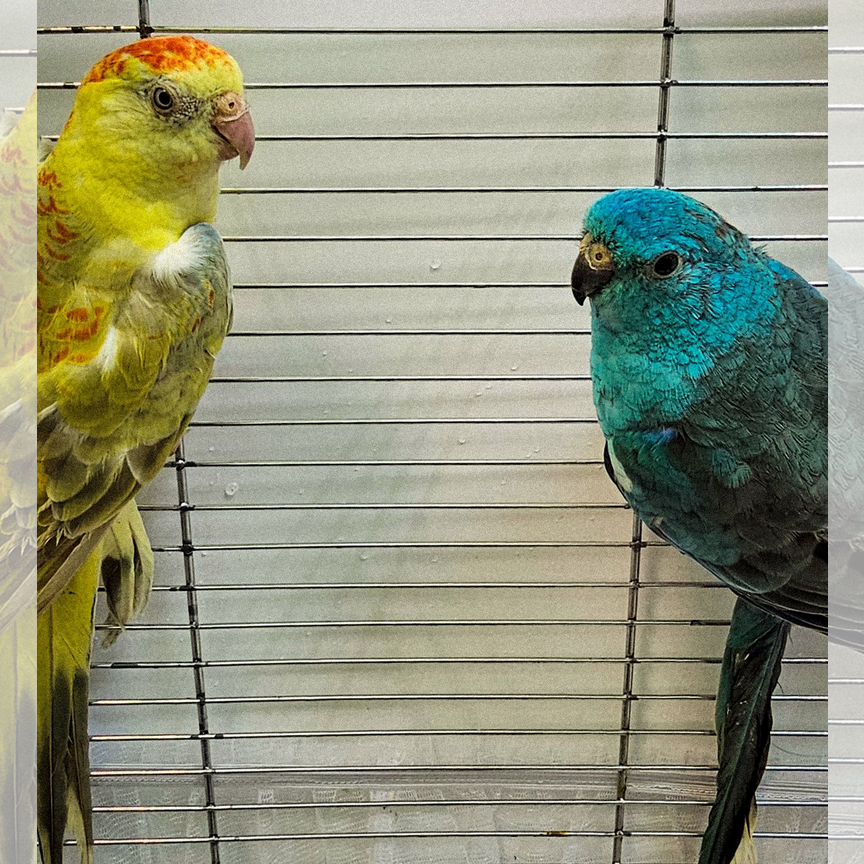 Певчий попугай