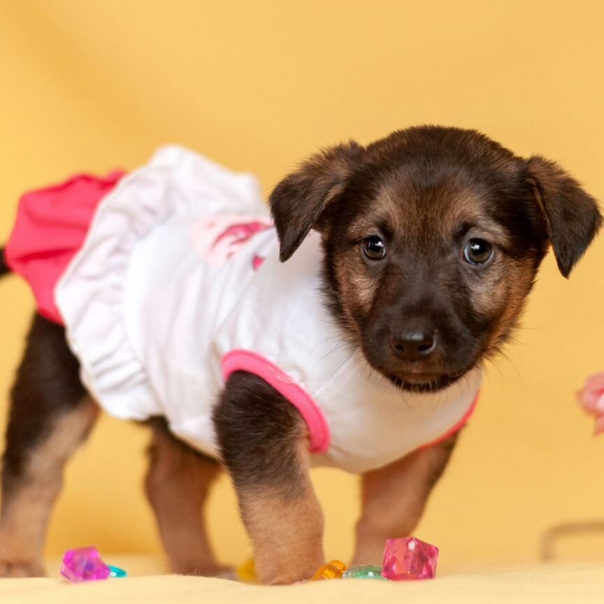 Щенок в добрые руки