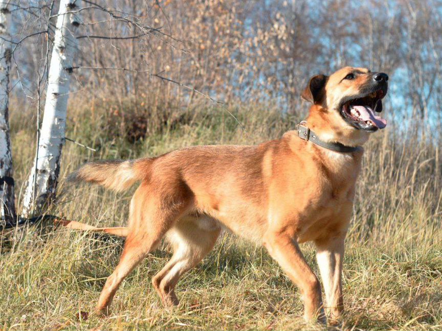 Рон ищет дом (собака из приюта)