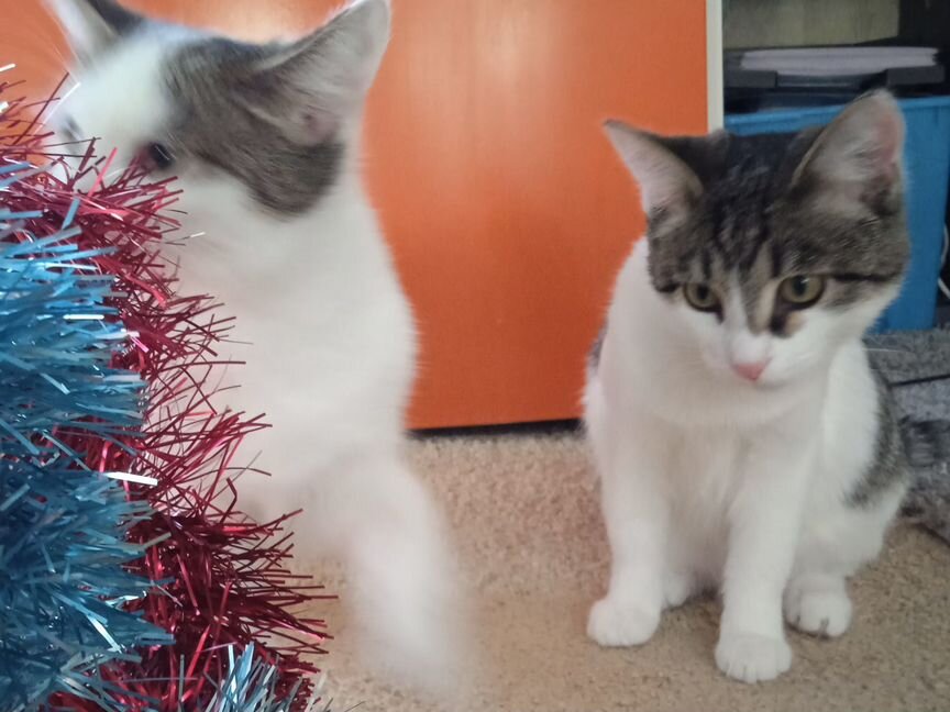 Всё включено котёнок