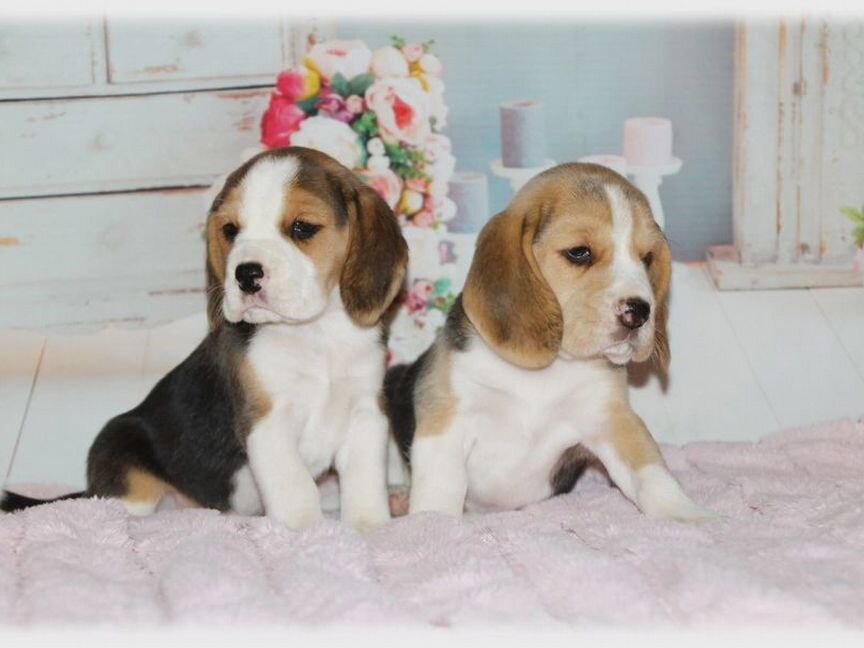 Шикарные щенки бигля РКФ