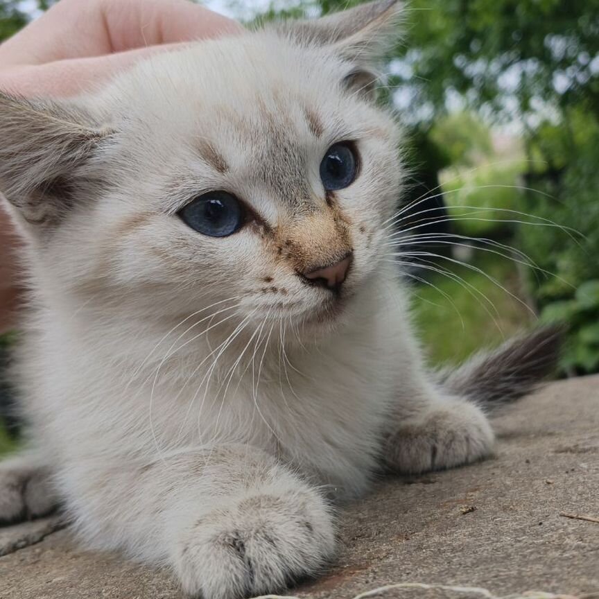 Котёнок в добрые руки