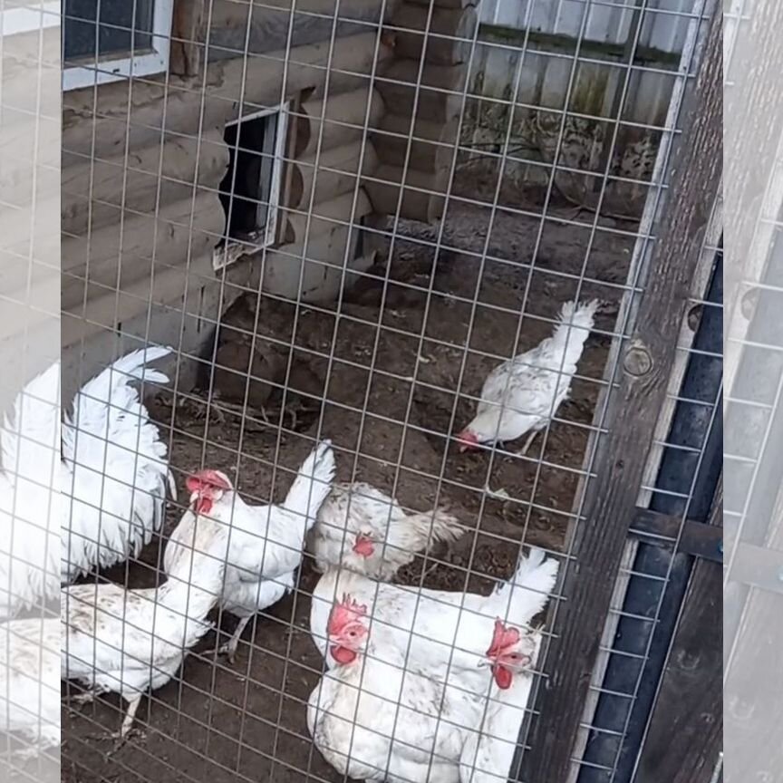 Куры несушки