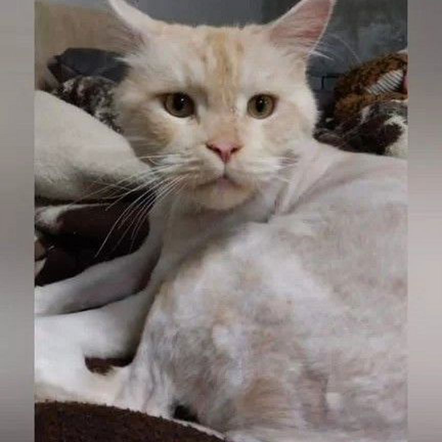 Кот
