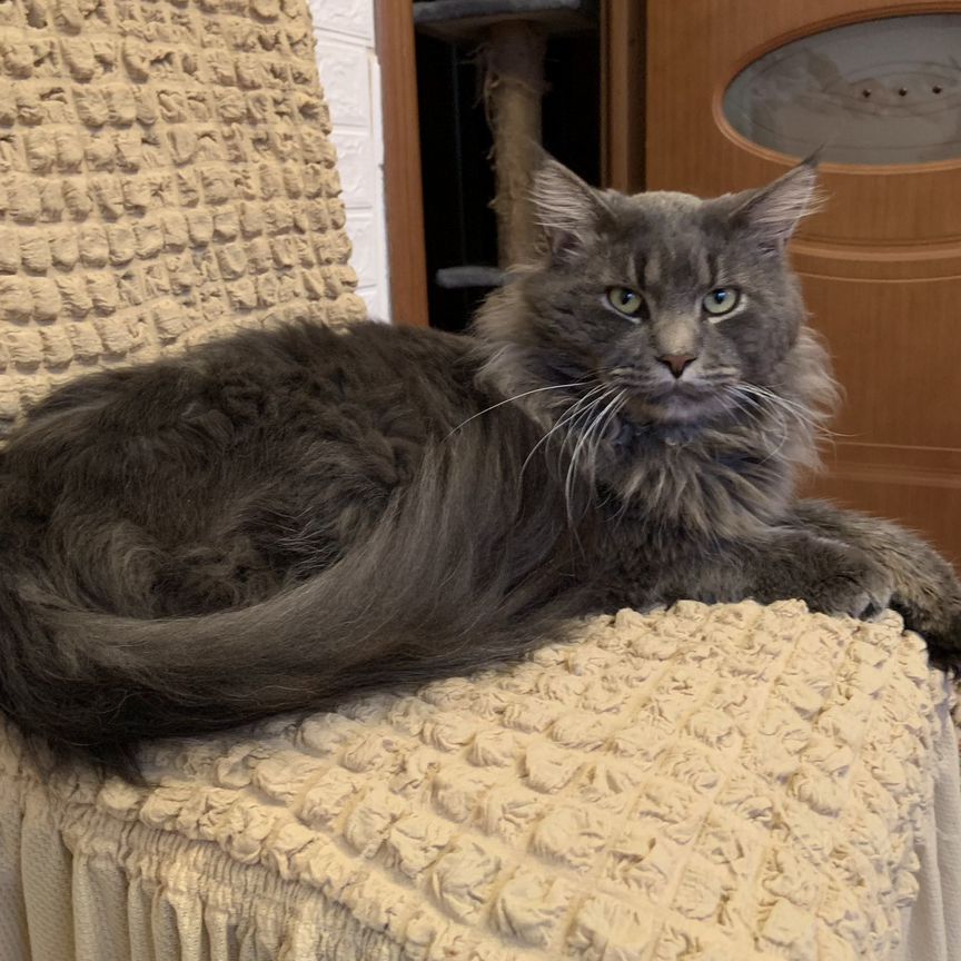 Мейн-кун, взрослый кот