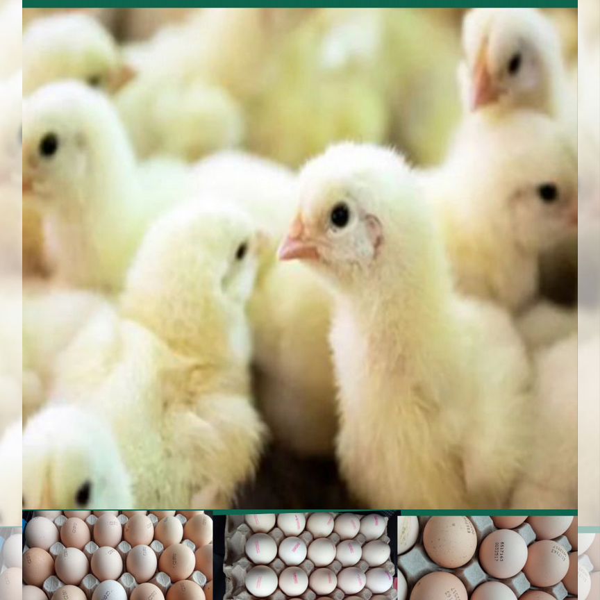 Цыплята бройлеры Кобб/ Росс/Арбор