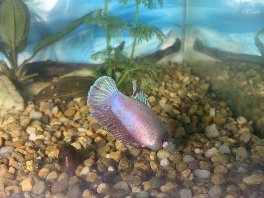 Самки петушка