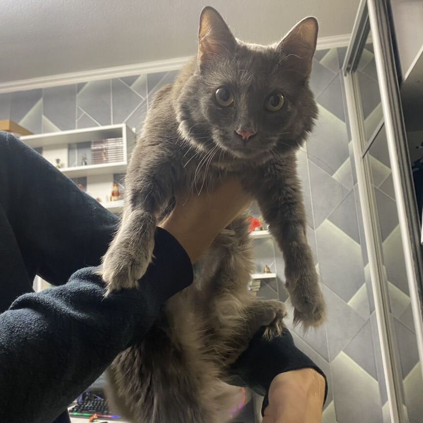 Котёнок