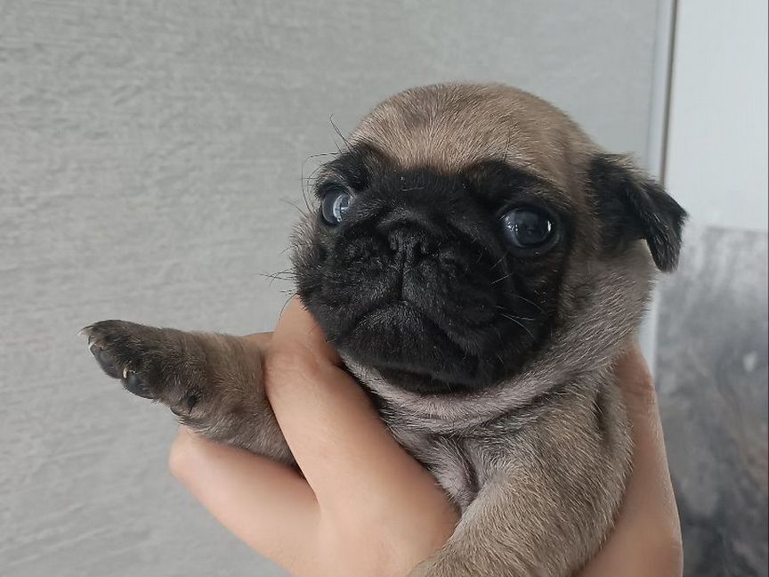Мопс
