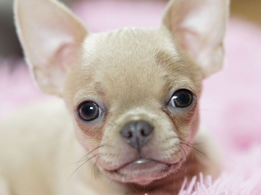 Золотой ребёнок, мальчик РКФ