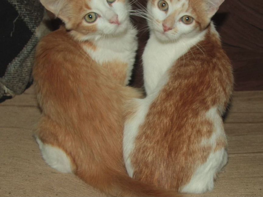 Котята кошки рыжие отдам